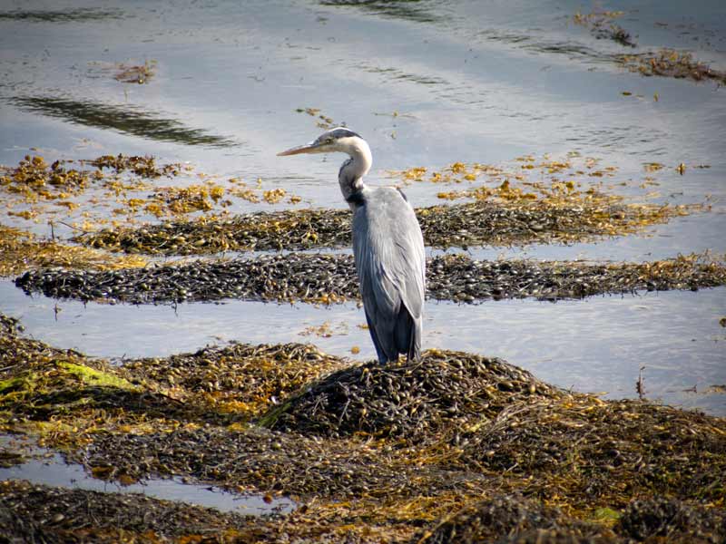Why You Should Visit England in February - Wilderness England