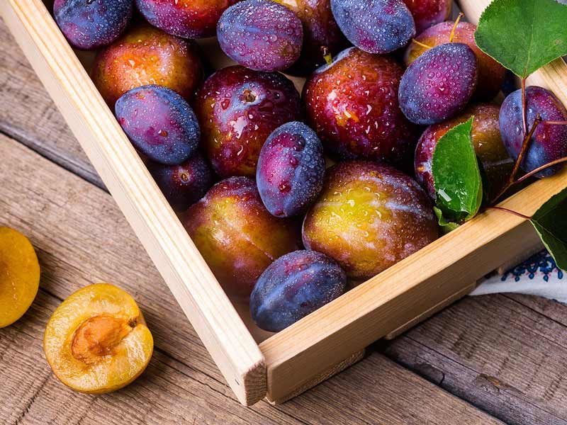 Why You Should Visit England in August - Wilderness England