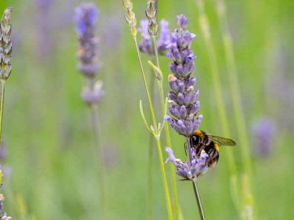 Why You Should Visit England in July - Wilderness England