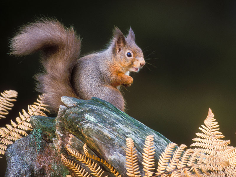 Wildlife in Wales | Wilderness England