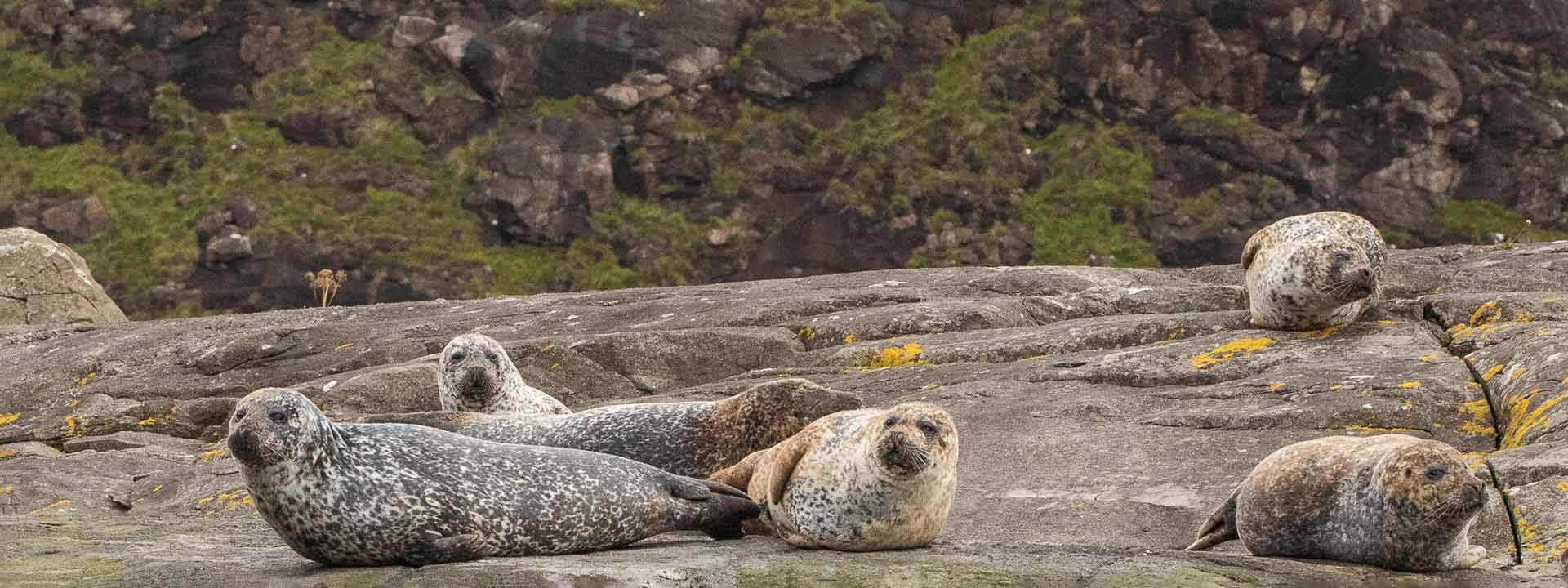 Wildlife in Wales | Wilderness England