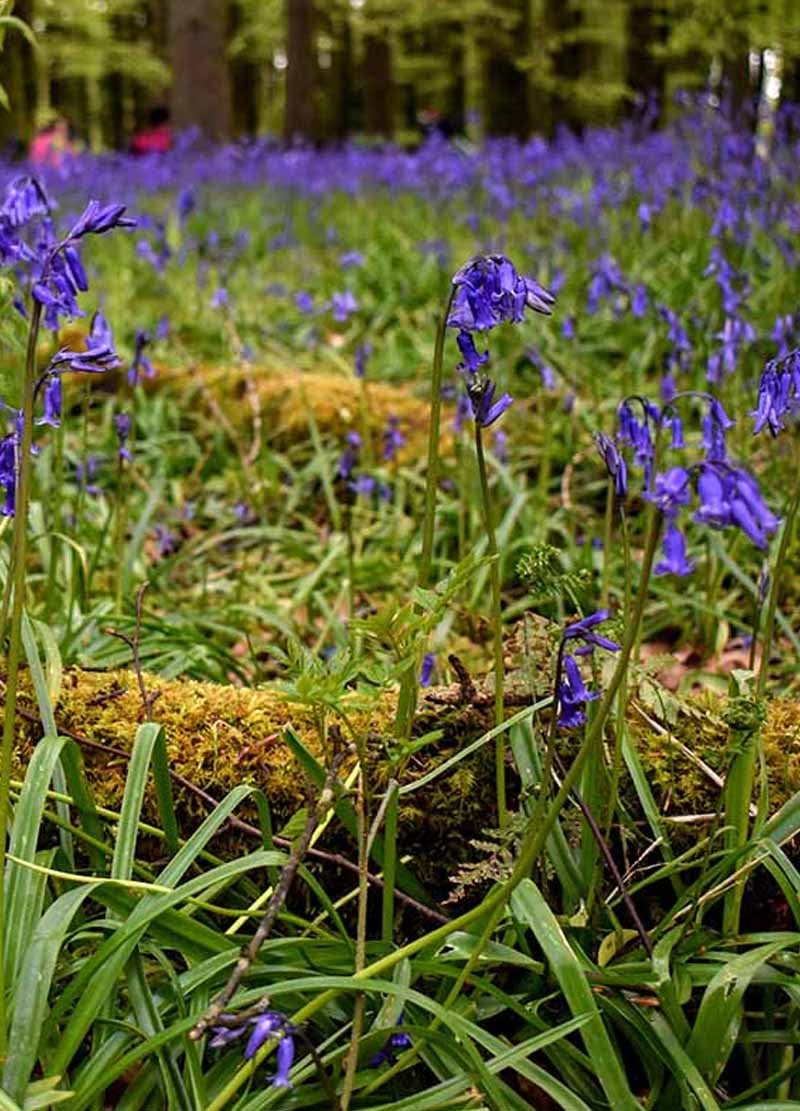 Why You Should Visit England in April - Wilderness England