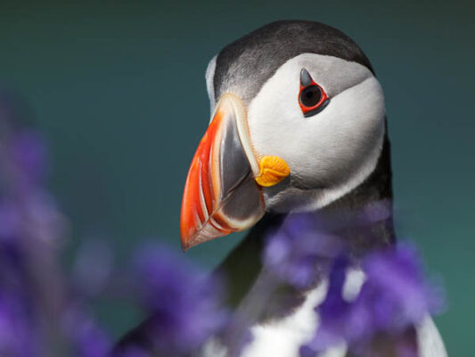 Wildlife in Wales | Wilderness England