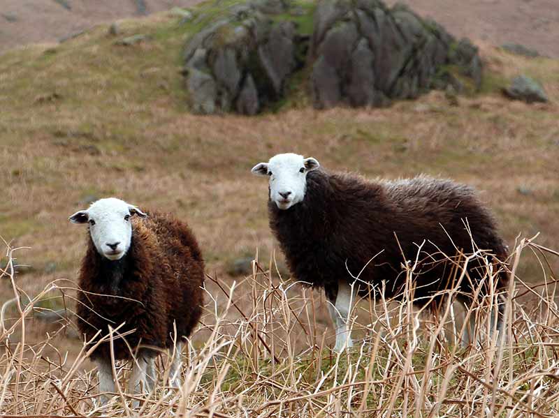 Guide to Derwent Water - Lake District | Wilderness England