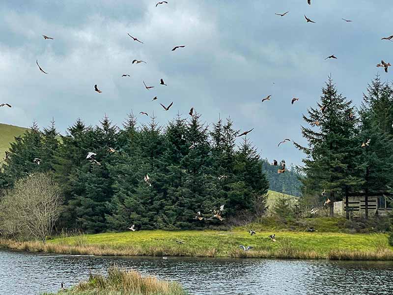 Wildlife in Wales | Wilderness England